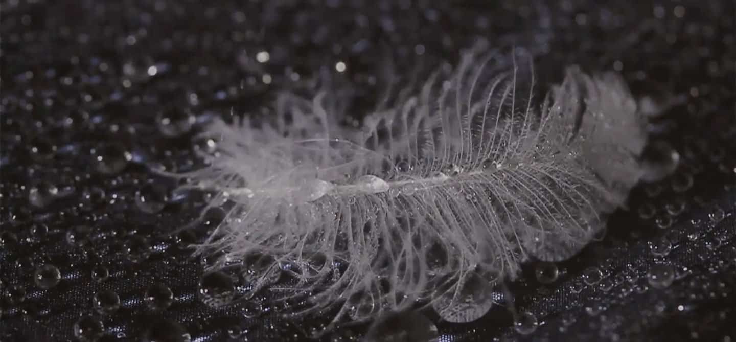 Goose vs Duck Down - What's the Difference? - All Outdoors Guide