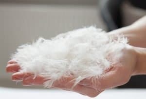 Goose vs Duck Down - What's the Difference? - All Outdoors Guide